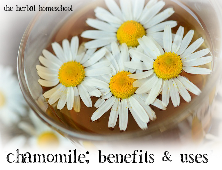 Chamomile Benefits And Uses The Herbal Homeschool